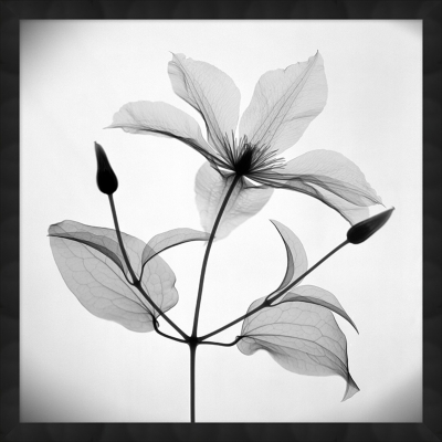 Click here for Providence Art Giclee Clematis Wall Art  Black/Whi... prices