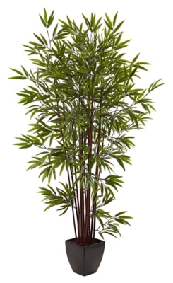 Click here for 6 Bamboo Silk Tree with Planter  Green prices