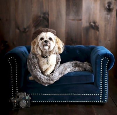 Click here for TOV Husky Pet Bed prices
