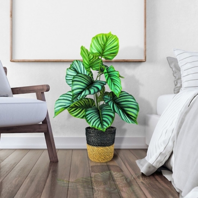 Click here for LCG Florals 30 Prayer Plant in Deco 2-Tone Basket... prices