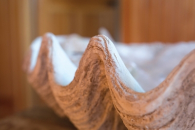 Click here for Storied Home Seashell Decoration  White prices